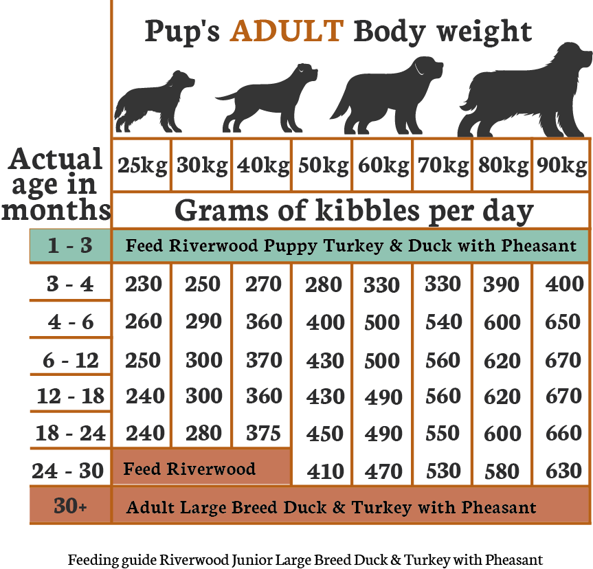 Riverwood © Junior XL Duck & Turkey with Pheasant