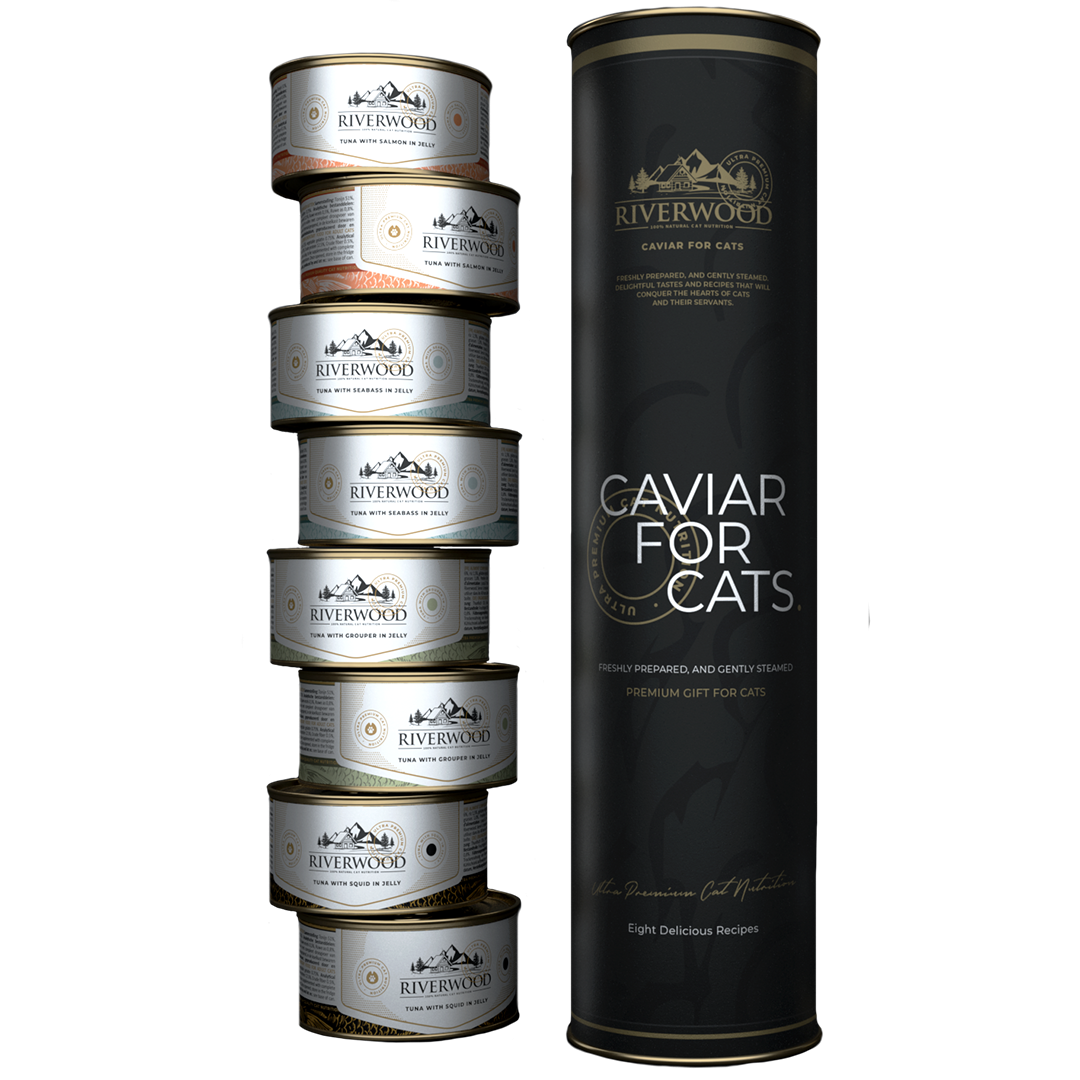 10 tips om je kat veilig voor het eerst naar buiten te laten gaan